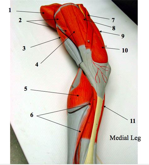 Muscle Identification A Diagram Quizlet