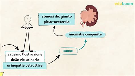 Le Patologie Dell Apparato Escretore Scienze Naturali Quarta Superiore