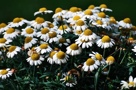 Prästkragar Vit Blomma Gratis foto på Pixabay Pixabay