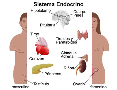 Rganos Del Sistema Endocrino Cuerpo Humano