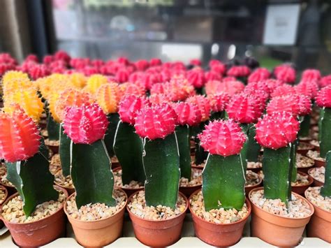 15 Indoor Cactus Species With Pictures Just Houseplants