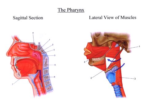 Pharynx Sagittal Section Diagram Quizlet
