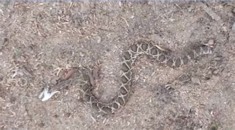 Morador é internado após ser picado por cobra cascavel em horta de casa