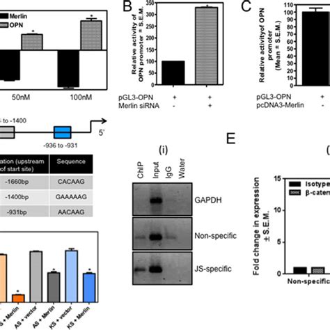 Merlin interacts with β catenin A Merlin is able to immunoprecipitate