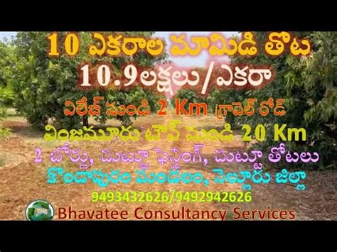 Acres Mango Farm For Sale Lakhs Acre Km From Vinjamur