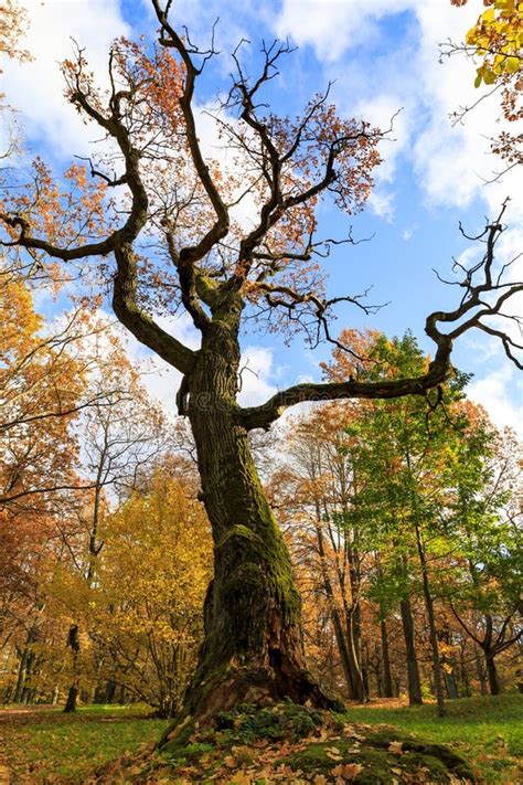 Arbres Nus Grands Au Dessus De Banque De Lac Photo Stock Image Du