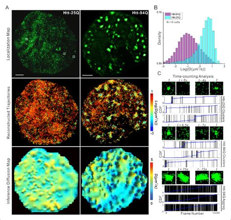 MHtt Protein Displays Three Distinct States In Living Cells A Top