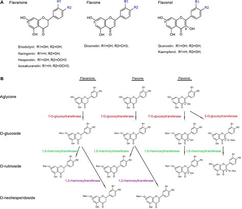 Frontiers Functional Characterization Of A Flavonoid