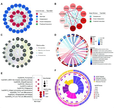 Hub Gene Identification And Functional Annotation A PPI Network Of