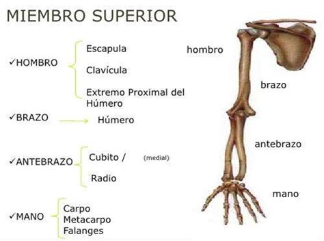 Huesos De Los Miembros Hombro Brazo Mano Nombres Y Funcion