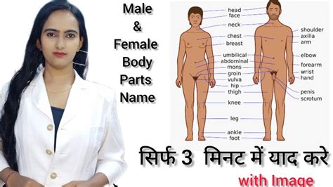 Male And Female Body Parts Name In English And Hindi With Image Ll