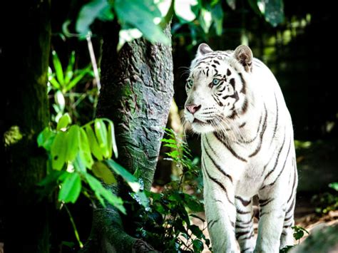 What Is A White Tiger Answered Twinkl Teaching Wiki