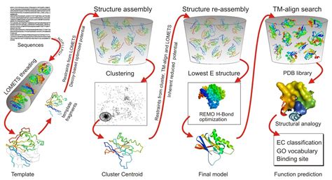 protein functions and structure prediction with i tasser a novel technology