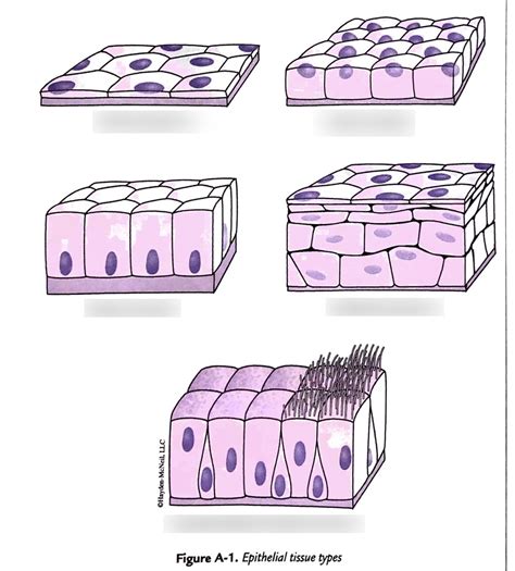 Bio Lab Practical Epithelial Diagram Quizlet