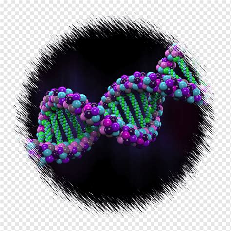 Genoma humano proyecto genetica genomica s talón dna teoría png