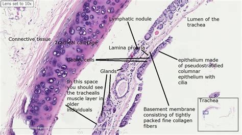 Trachea And Esophagus Histology Tracheahistology Histolog A