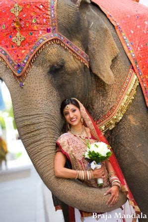 Traditional Indian Wedding Elephant