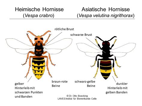 Monitoring Der Asiatischen Hornisse In Brandenburg Aktuelle