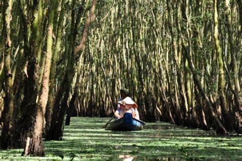 Khám phá vẻ đẹp của thiên đường các loài chim ở rừng tràm Trà Sư