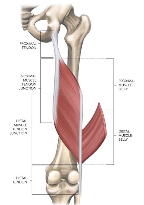 Sports Injury Bulletin Diagnose Treat Intramuscular Hamstring