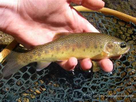 Native Trout Fly Fishing Gila Trout