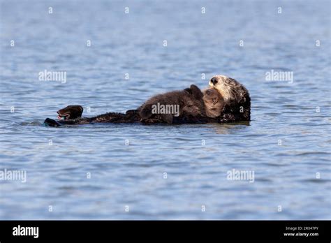 Southern Sea Otter Enhydra Lutris Nereis Mother With Pup Floating On
