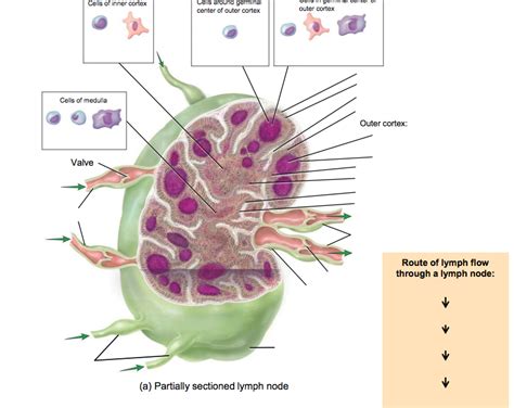 Lower Lymph Node Diagram Quizlet