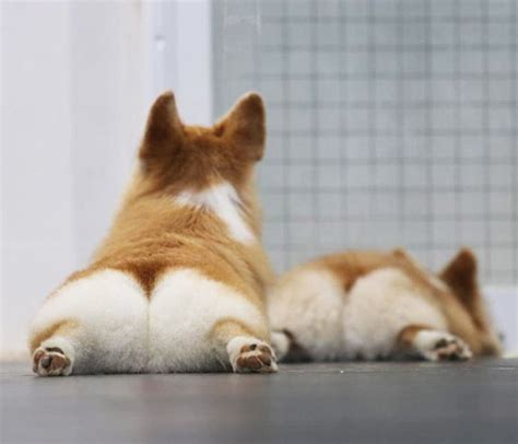 Corgi Butt Calendar Is Finally Here