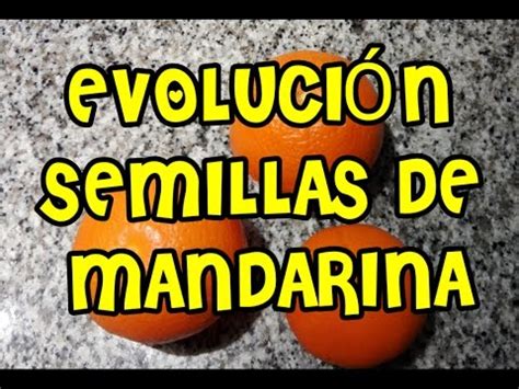 Como Germinar Semillas De Mandarina C Mo Germinar Semillas Mi Huerto En