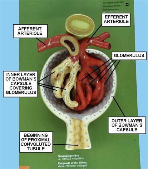Anatomy And Physiology Ii Kidney Model Renal Corpuscle Answers