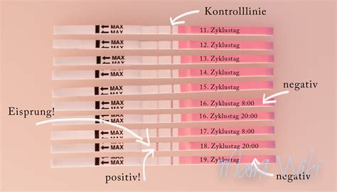 Ovulationstest MamiWiki
