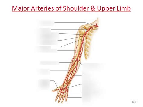 Major Arteries Of Shoulder Upper Limb Part Diagram Quizlet