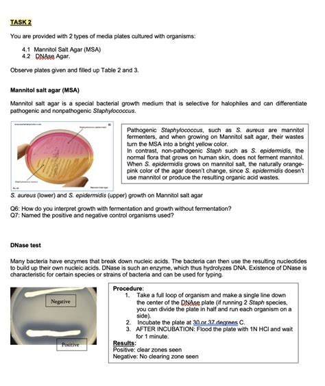 Solved Mannitol Salt Agar Msa Mannitol Salt Agar Is A Chegg