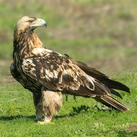 Whats The Difference Between Hawks And Eagles Gulo In Nature