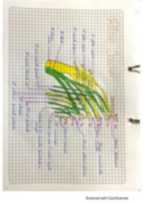 SOLUTION Dibujos Del Plexo Sacro Braquial Cervical Studypool