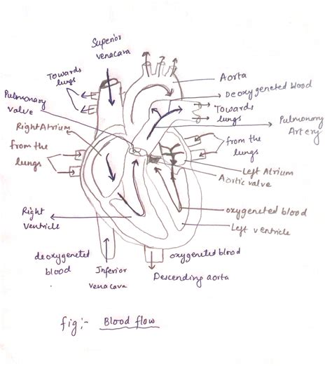 Solved Draw A Diagram Of Blood Flow Through The Body This Diagram