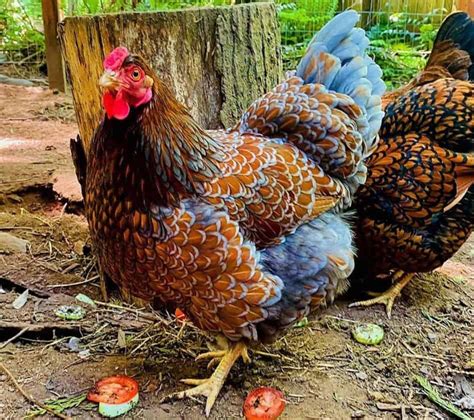 Blue Laced Red Wyandotte Eggs Height Size And Raising Tips Fancy
