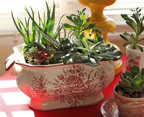How To Make An Indoor Succulent Dish Garden Succulents Indoor