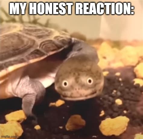 My Honest Reaction Imgflip
