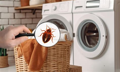 Punaises De Lit Voici L Astuce Imparable Pour Les Exterminer Avec