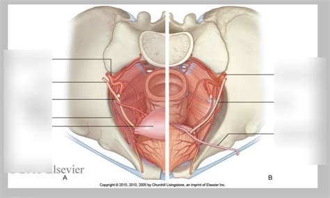 Pelvic Viscera Diagram Quizlet