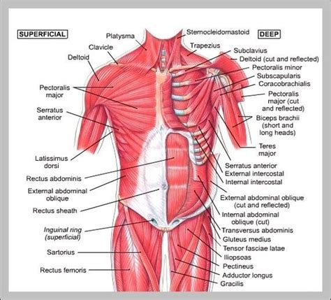 Torso Muscle Diagram Graph Diagram