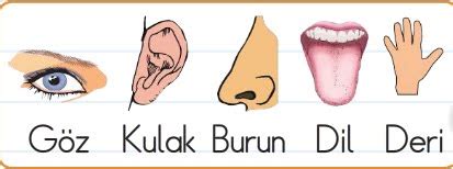 Duyu Organlarımız ve Temel Görevleri 3 Sınıf Fen Bilimleri Konusu