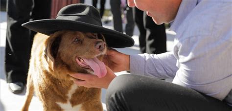 E morto Bobi il cane più vecchio del mondo aveva 31 anni