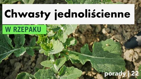 Jak zwalczyć chwasty jednoliścienne w rzepaku YouTube