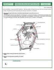 Lab 3 Cells Pdf 2018 Noworriesbiology All Rights Reserved