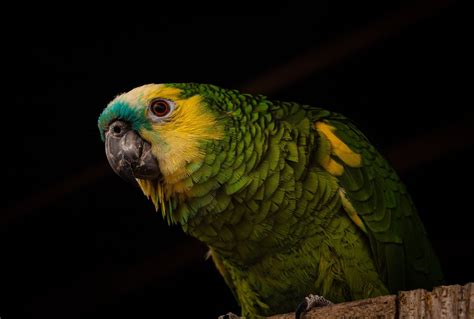 Cómo enseñar a hablar a tu loro MascotasAqui