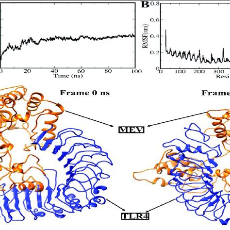 list of the top predicted mhc class ii peptide from pfgarp protein download scientific