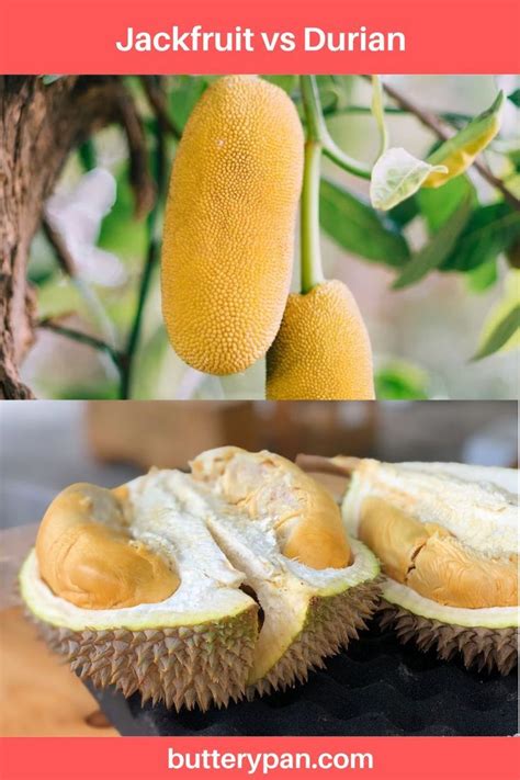 Jackfruit Vs Durian Aren T Those The Same Tropical Fruits Actually