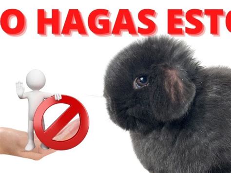 Los mejores sustratos para la jaula de tu conejo Tu Guía Completa